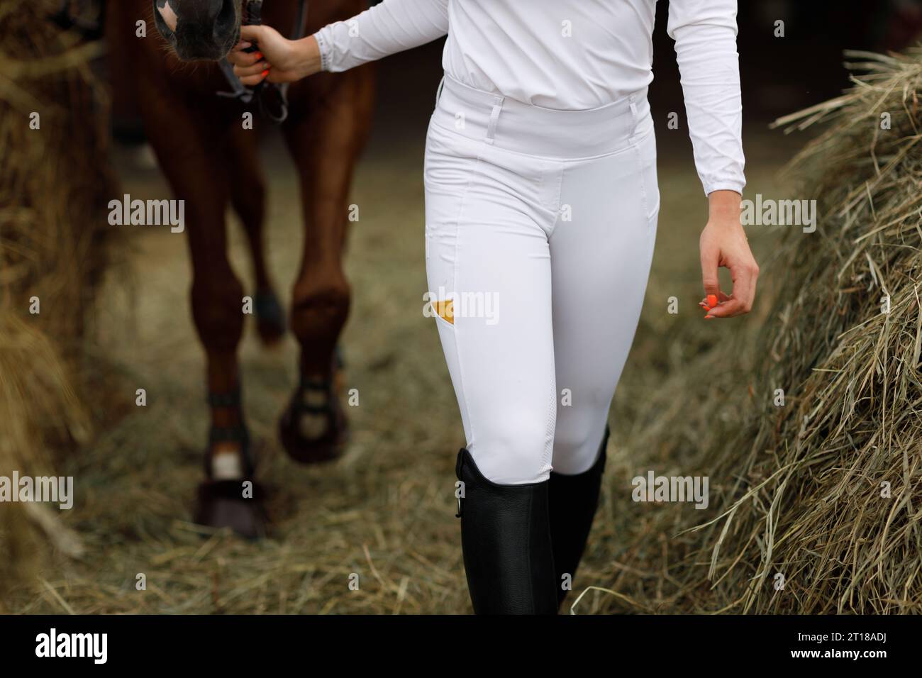 Female rider jockey walking with horse at stable and preparing horse ...