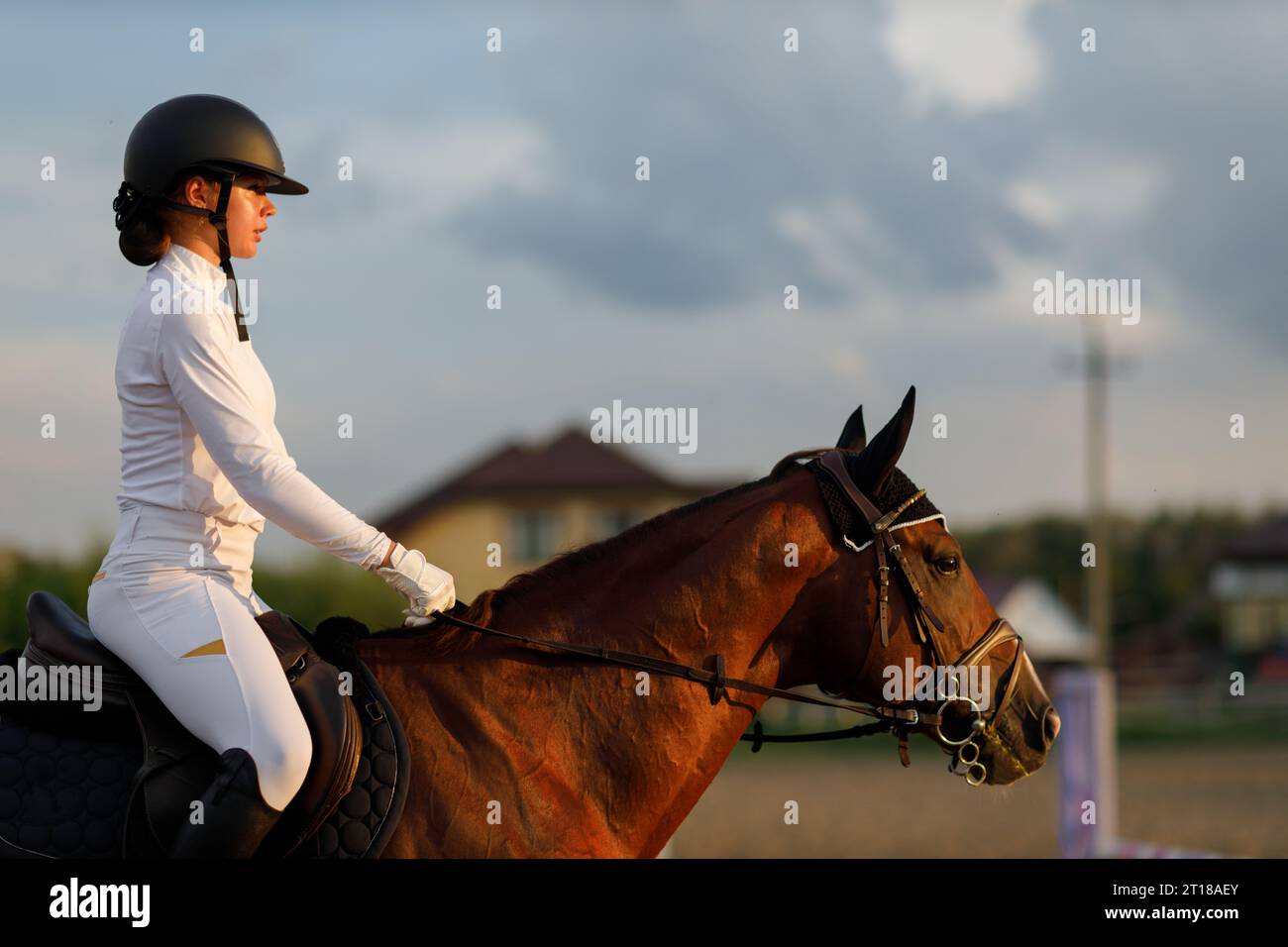Woman rider jockey profile in helmet and white uniform preparing horse ...