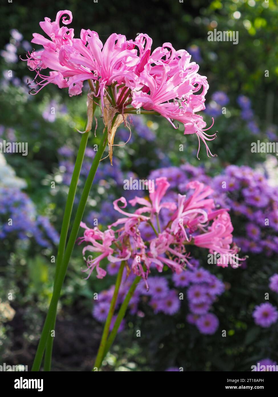 Nerine flowers in the sun hi-res stock photography and images - Alamy