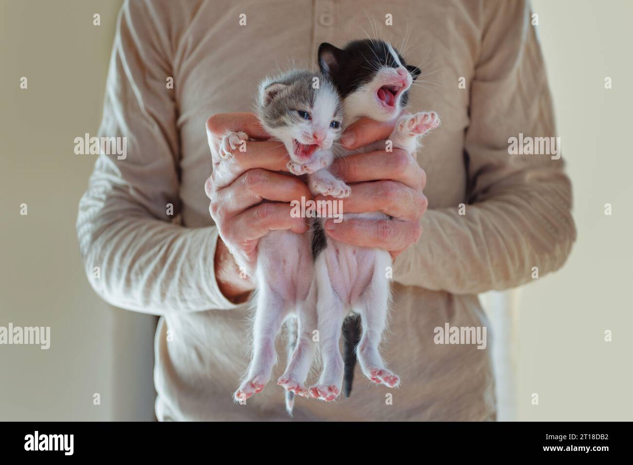 Meowing kitten babies in volunteer hands Stock Photo - Alamy