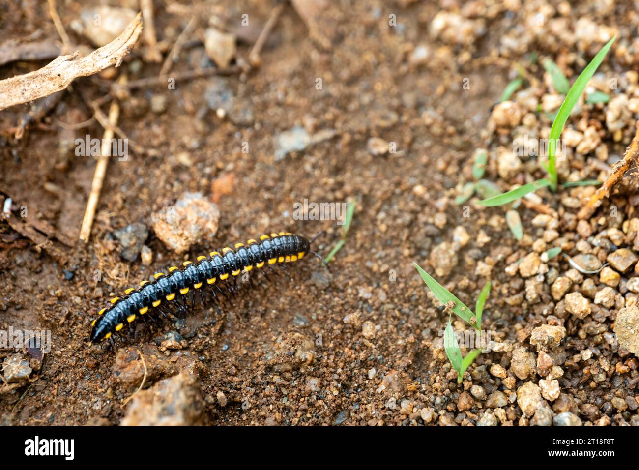 Millipede Nest