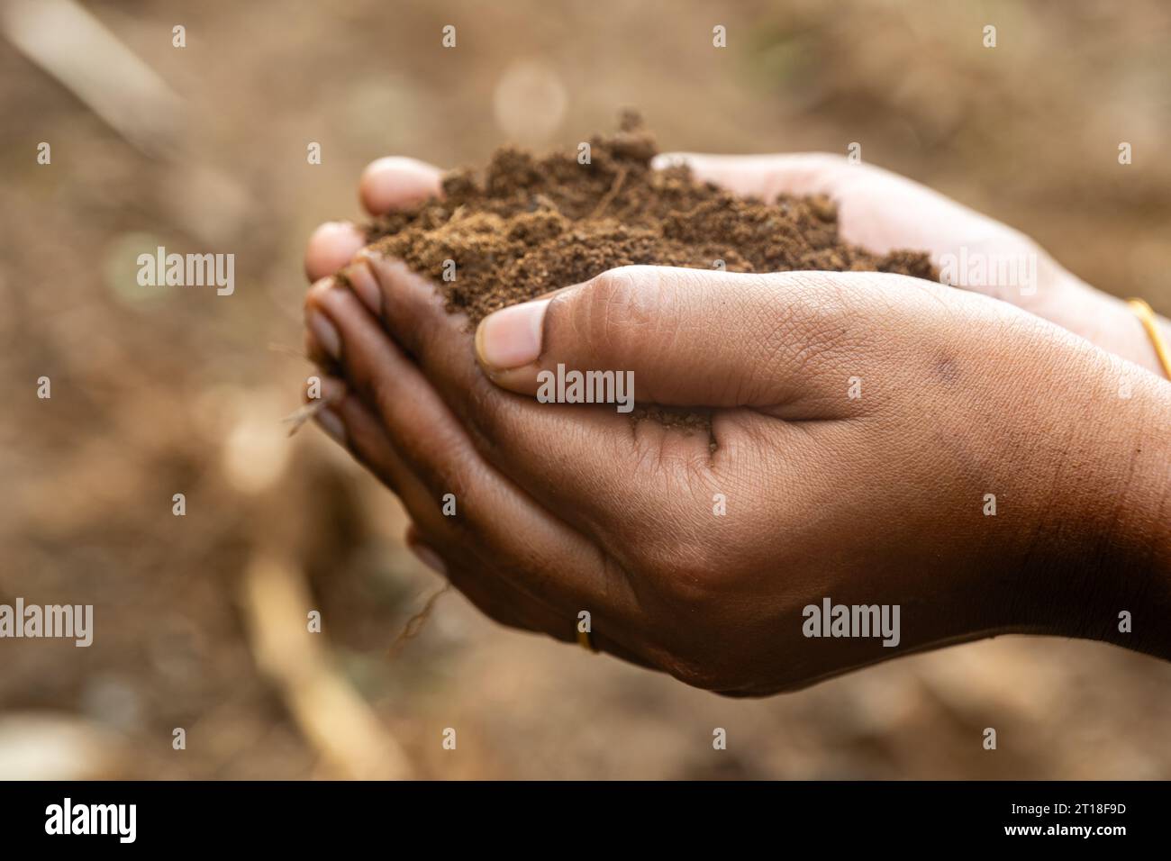 A woman holds farm mud in her two hands Stock Photo - Alamy