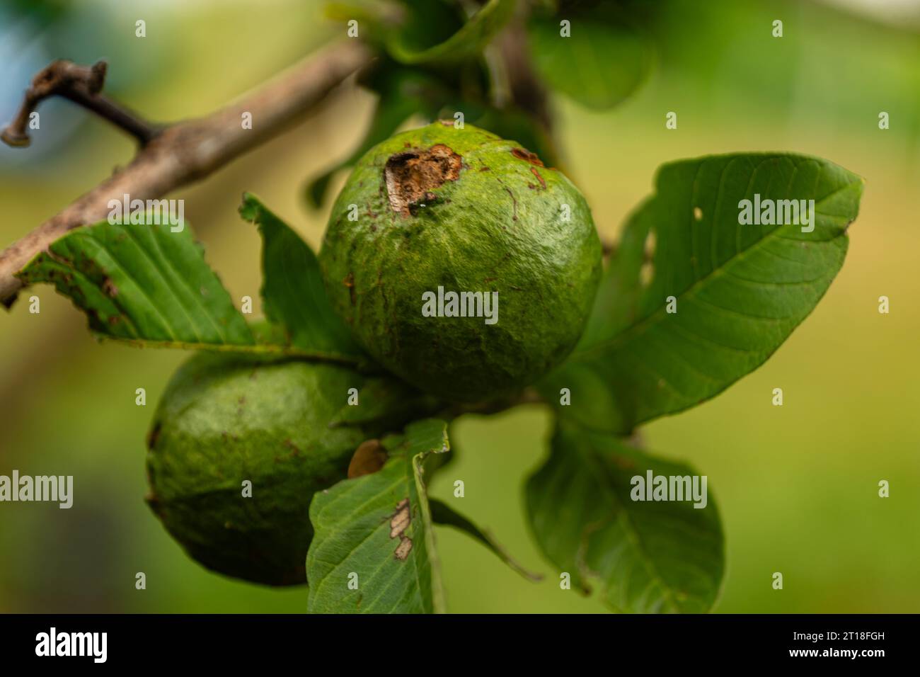 A guava tree is a small tree with edible fruits Stock Photo - Alamy