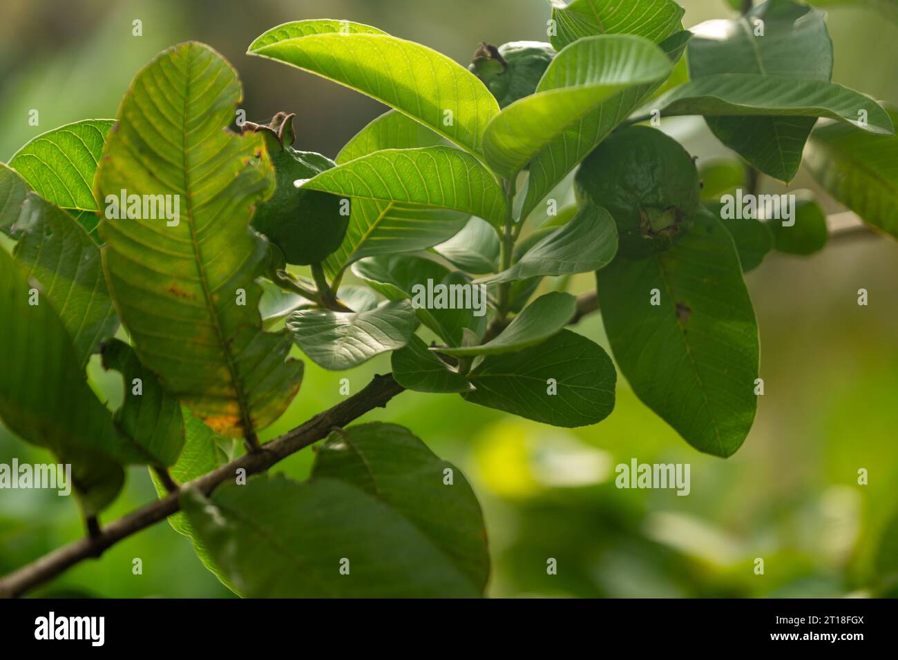 A guava tree is a small tree that produces guava fruits Stock Photo - Alamy