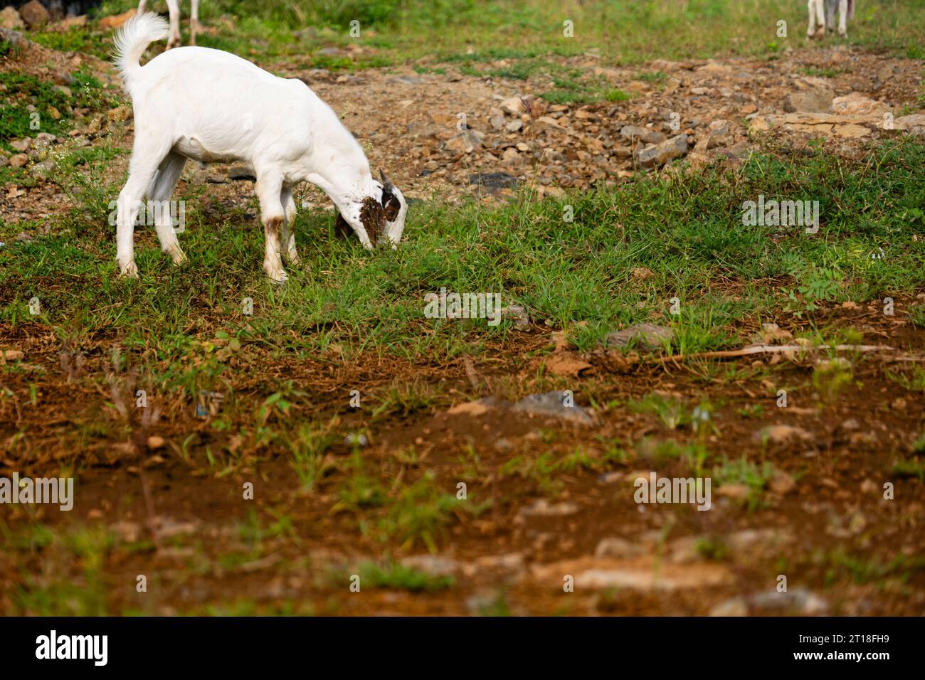 Close up goats eating grass hi-res stock photography and images - Alamy