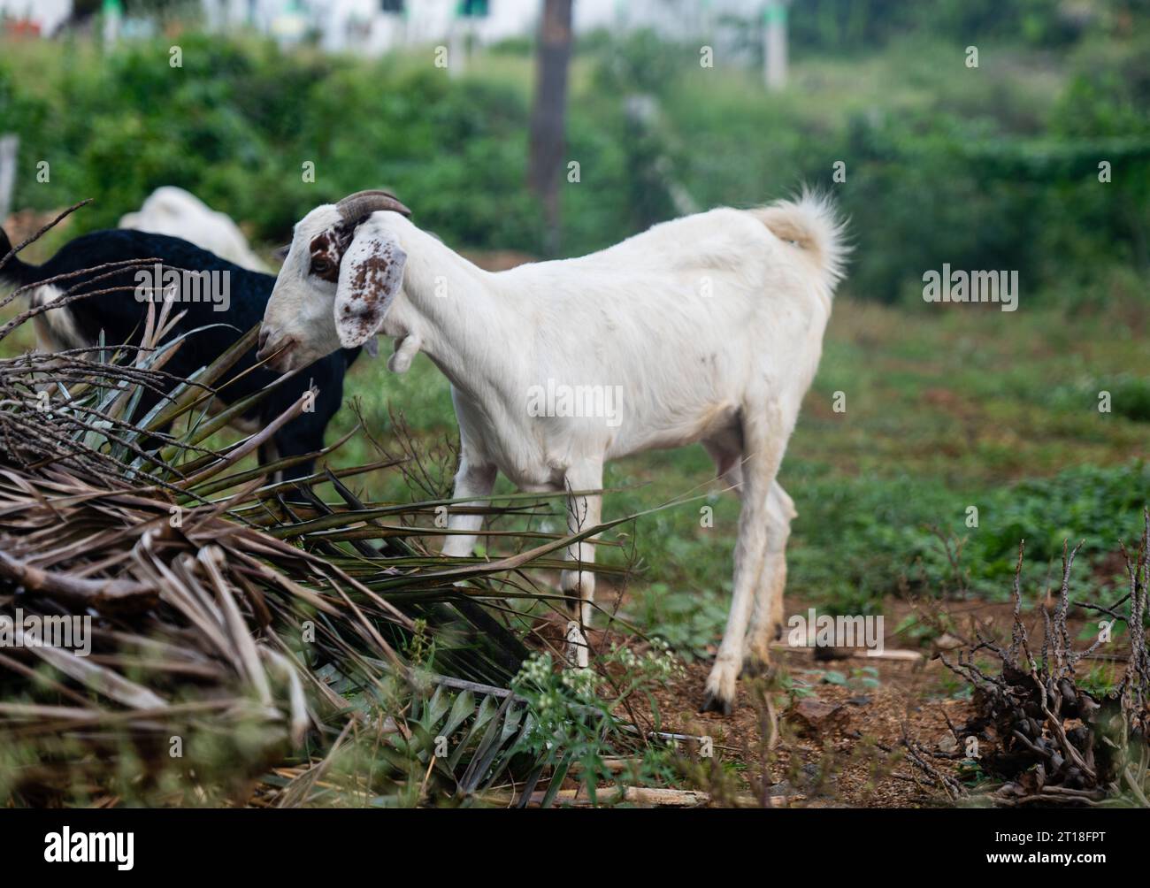 A herd of goats grazing on a lush green field at a goat farm Stock ...