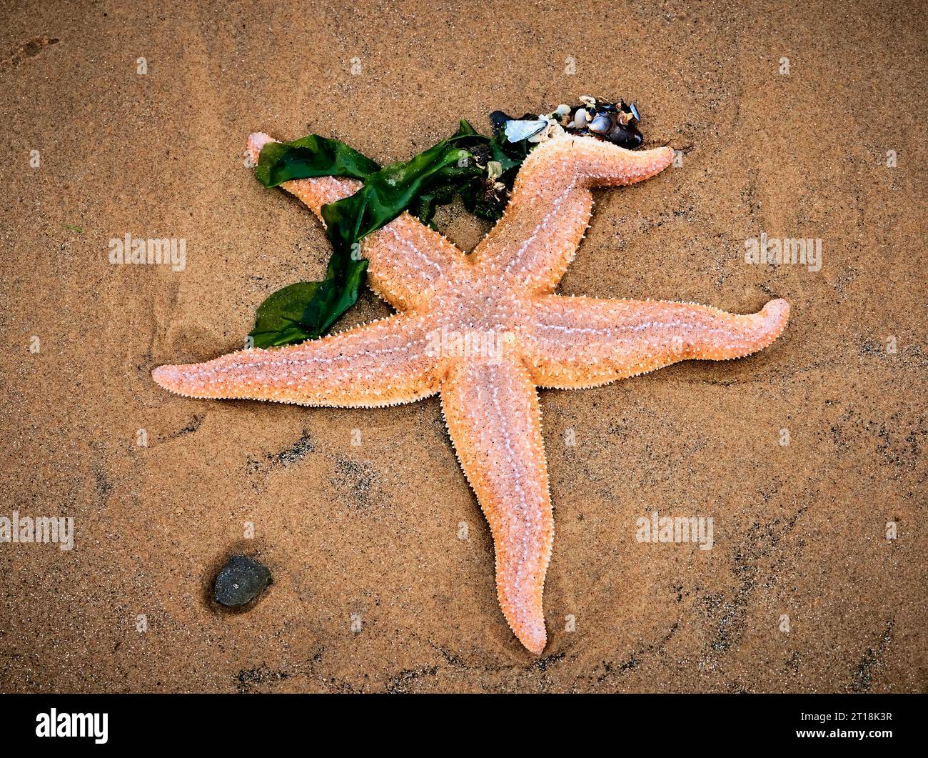 Pink starfish on sandy beach in daylight Stock Photo - Alamy