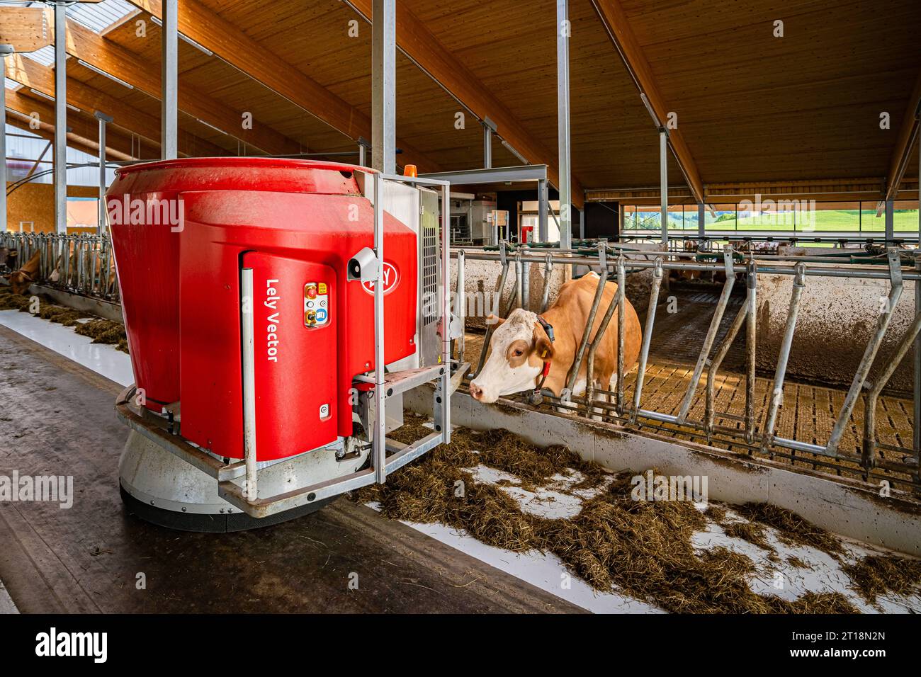 Moderne Rindviehfütterung - Kühe und Rinder gewöhnen sich schnell an ...