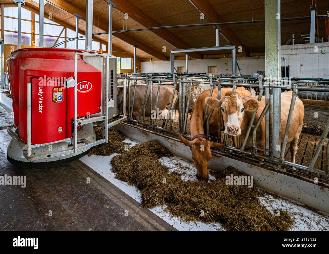 Moderne Rindviehfütterung - Kühe und Rinder gewöhnen sich schnell an ...