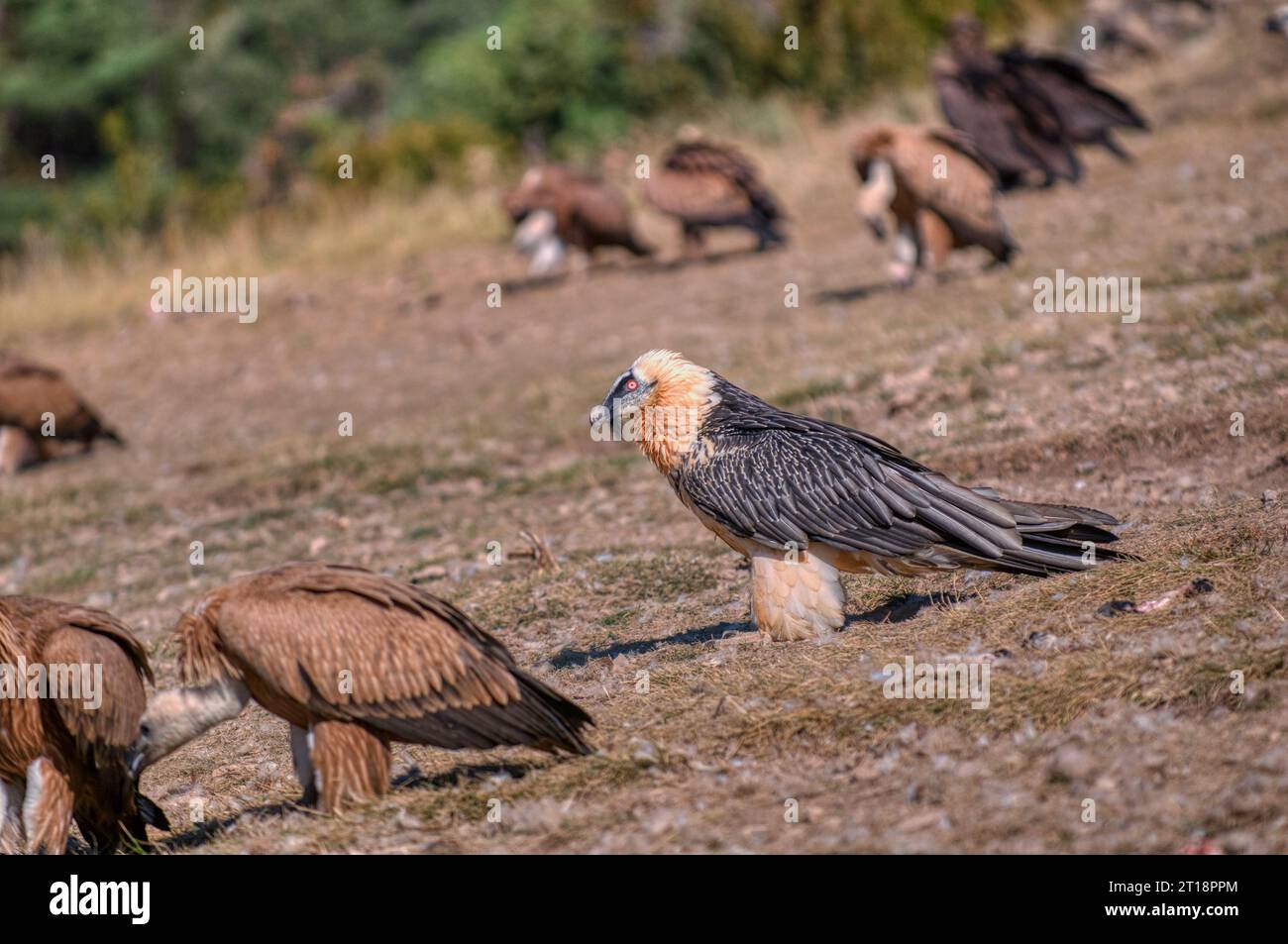 Bearded Vulture, Gypaetus barbatus in the Pyrenees, Spain Stock Photo ...
