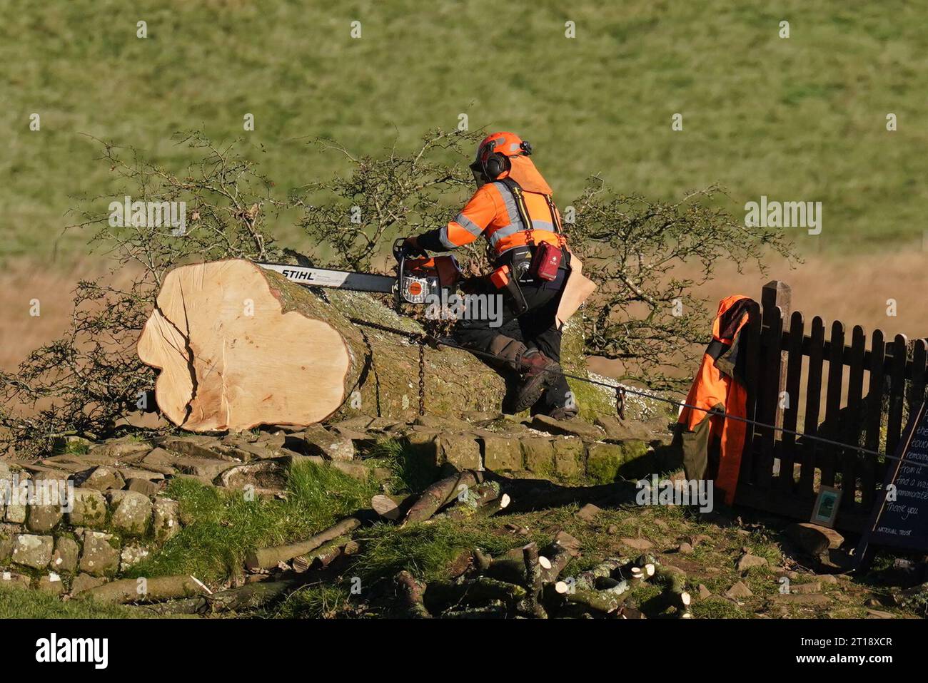 Work begins in the removal of the felled Sycamore Gap tree, on Hadrian ...
