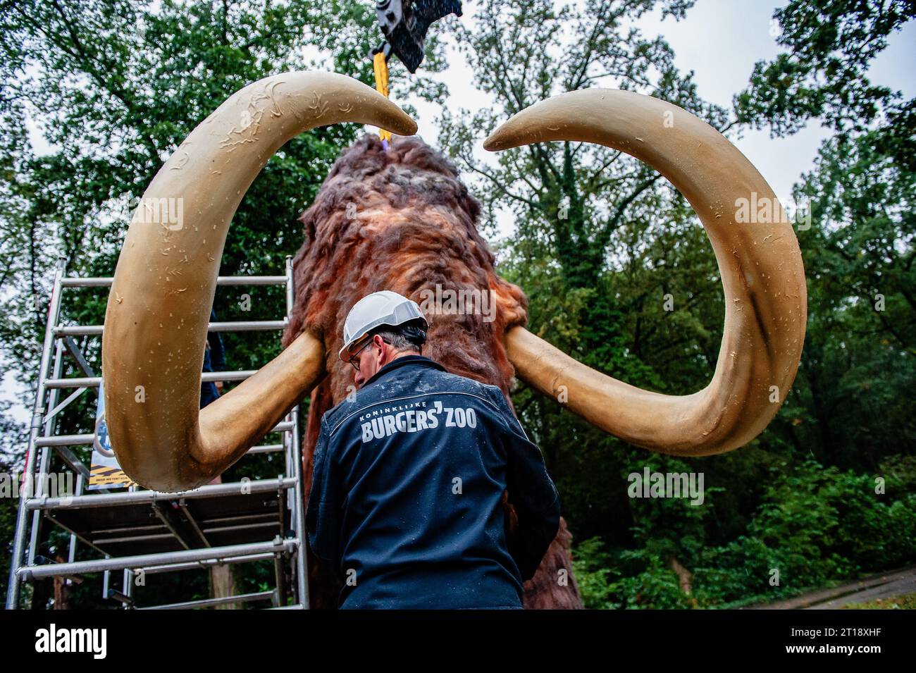A zoo technician is seen standing in the middle of the two horns. This ...