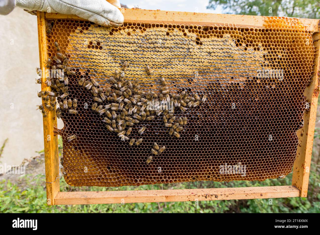 A hand holds a frame from the hive displaying capped honeycomb and ...