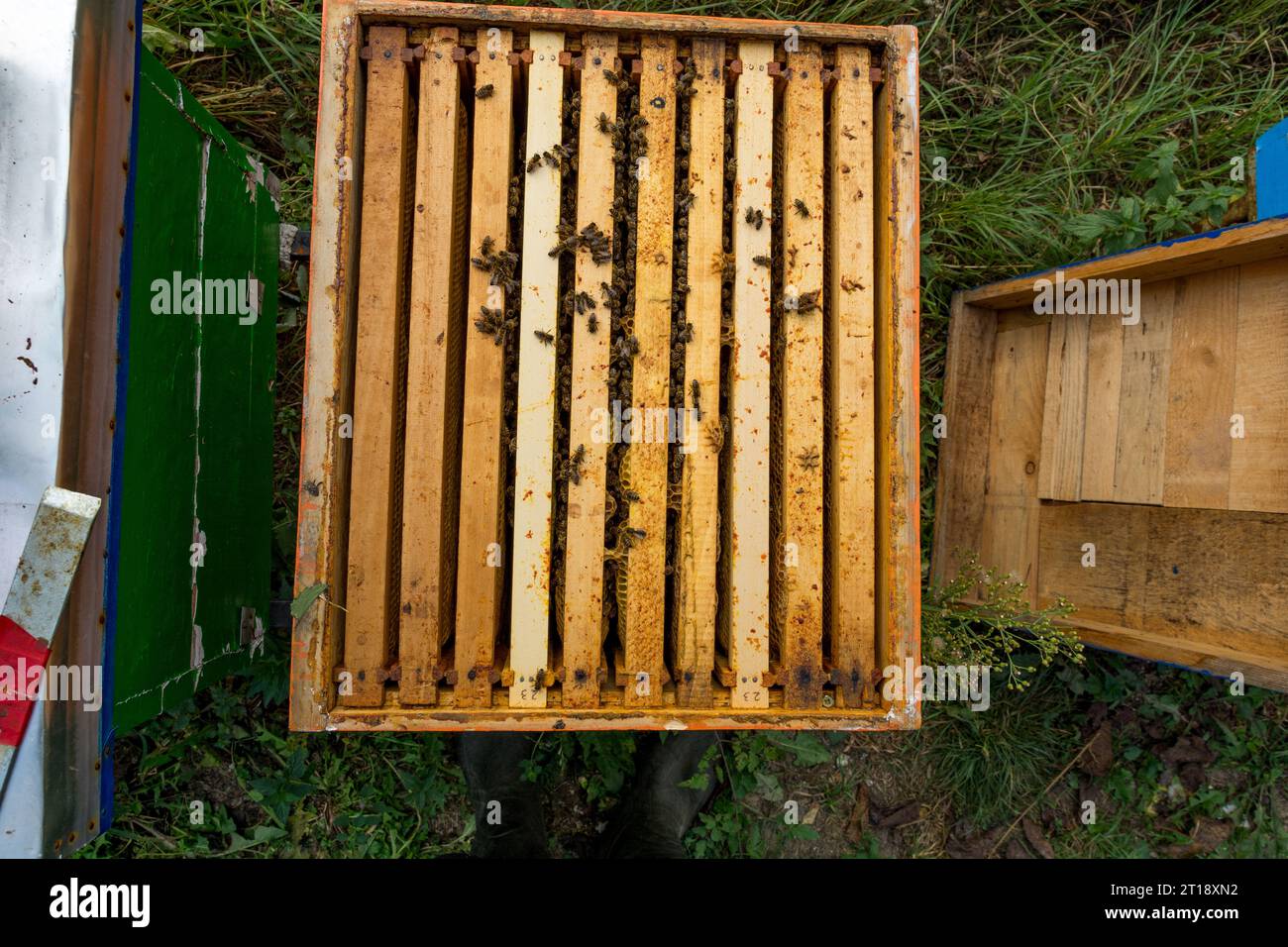 Propolis beehive frame hi-res stock photography and images - Alamy