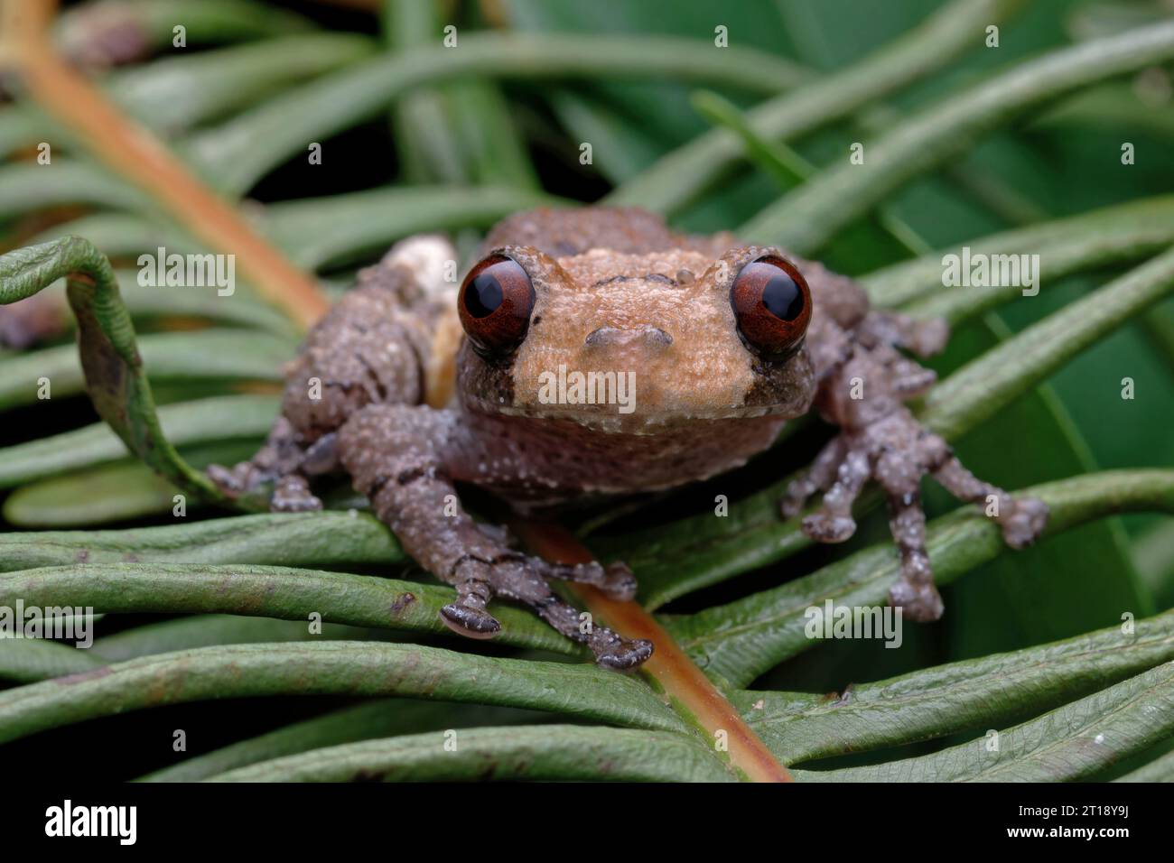 Pied warty frog, hill garden bug-eyed frog on fern leaves in the ...