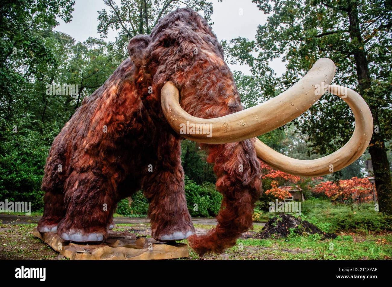 A view of a huge mammoth completely assembled under heavy rain. This ...