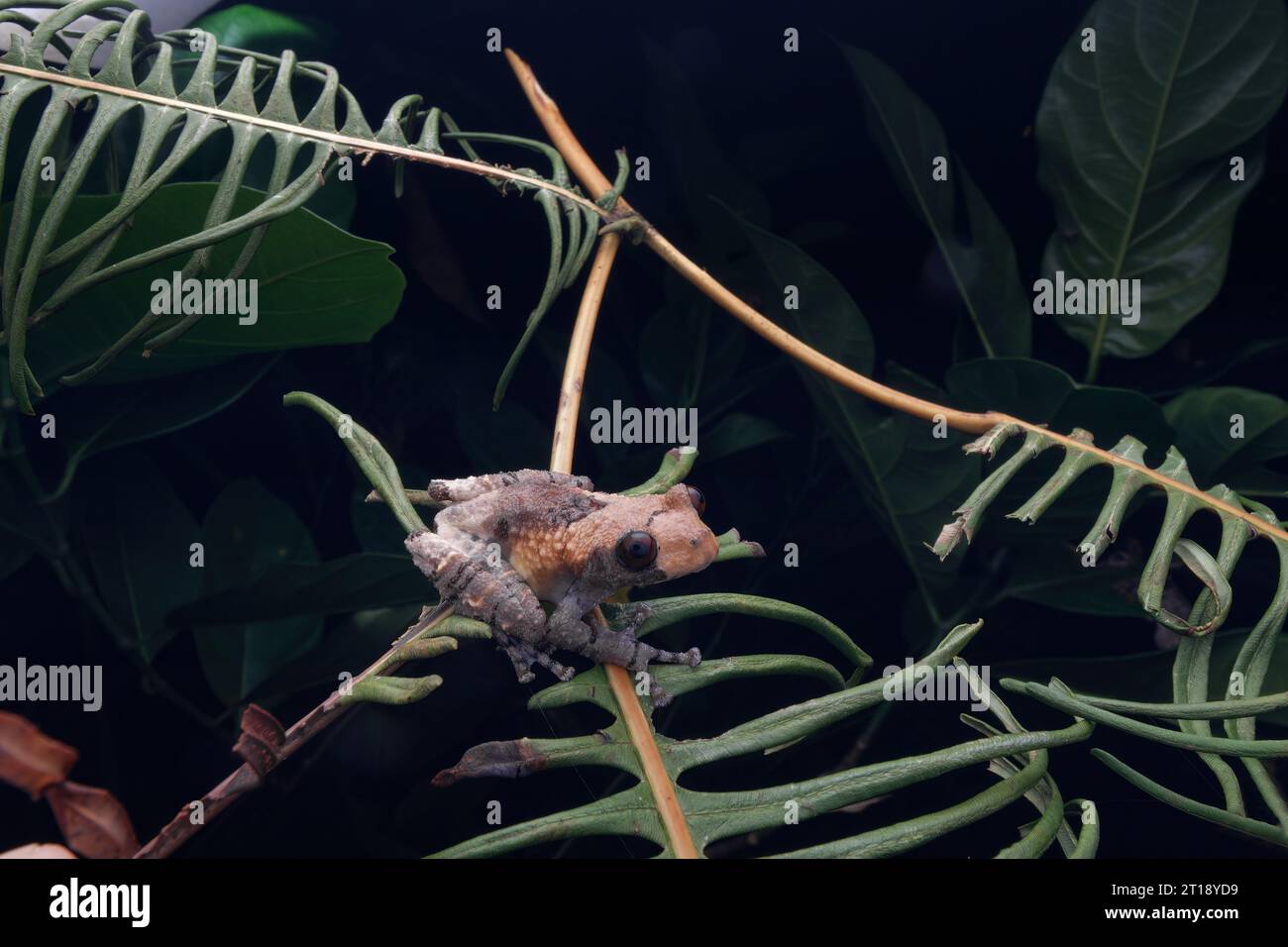 Pied warty frog, hill garden bug-eyed frog on fern leaves in the ...