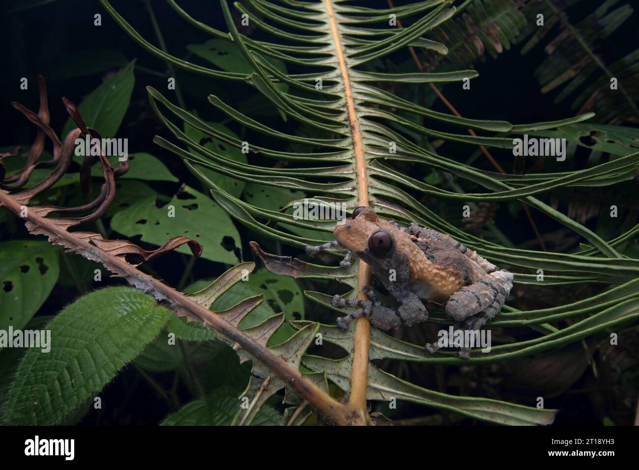 Pied warty frog, hill garden bug-eyed frog on fern leaves in the ...