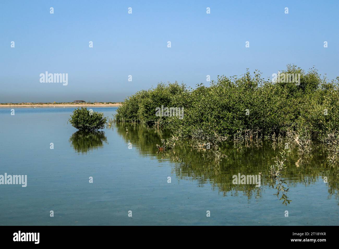 Beautiful view of swamps from UAE costal areas Stock Photo - Alamy