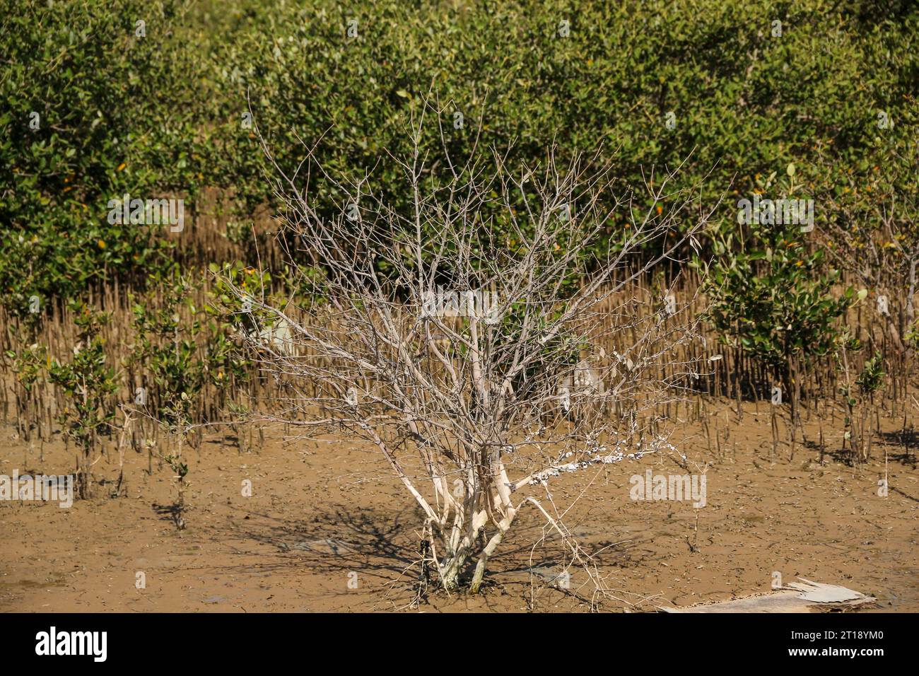 Beautiful view of swamps from UAE costal areas Stock Photo - Alamy