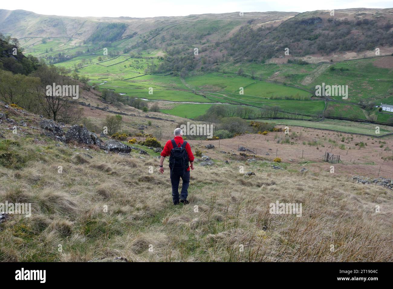 Elderly Man (Hiker) Walking on Path by Gouthercrag Gill to Truss Gap in ...