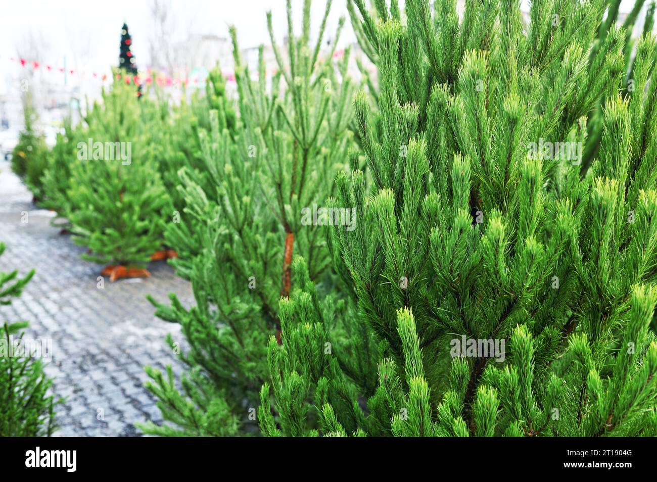 Many Christmas trees in the Christmas tree market Stock Photo - Alamy