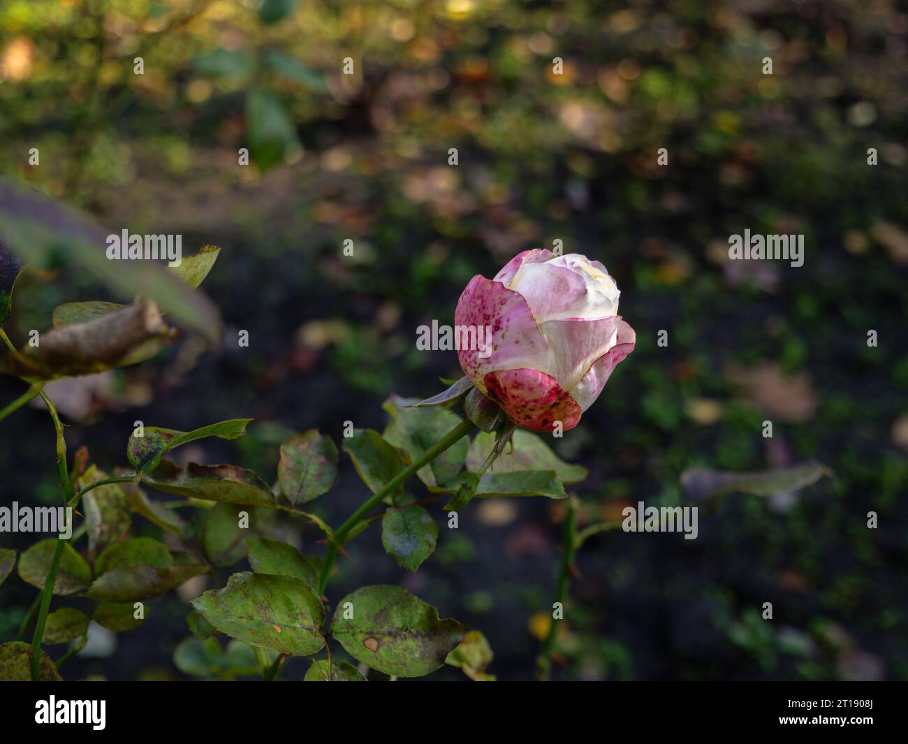 A lonely beautiful red and pink stained rose flower bud growing in a ...