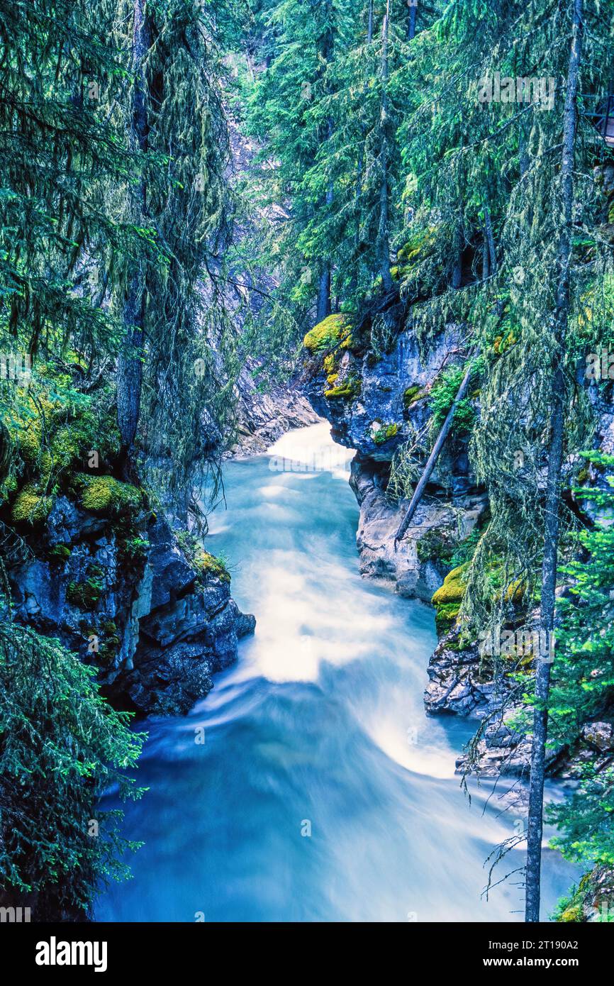 Stream in a forest ravine in the wilderness Stock Photo - Alamy
