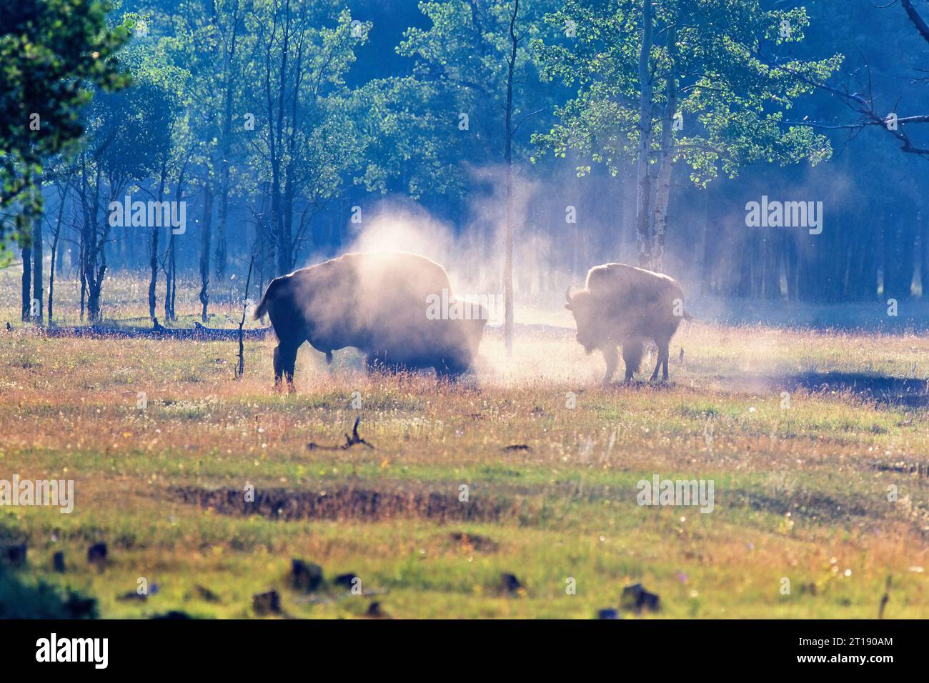 Beautiful bisons hi-res stock photography and images - Alamy