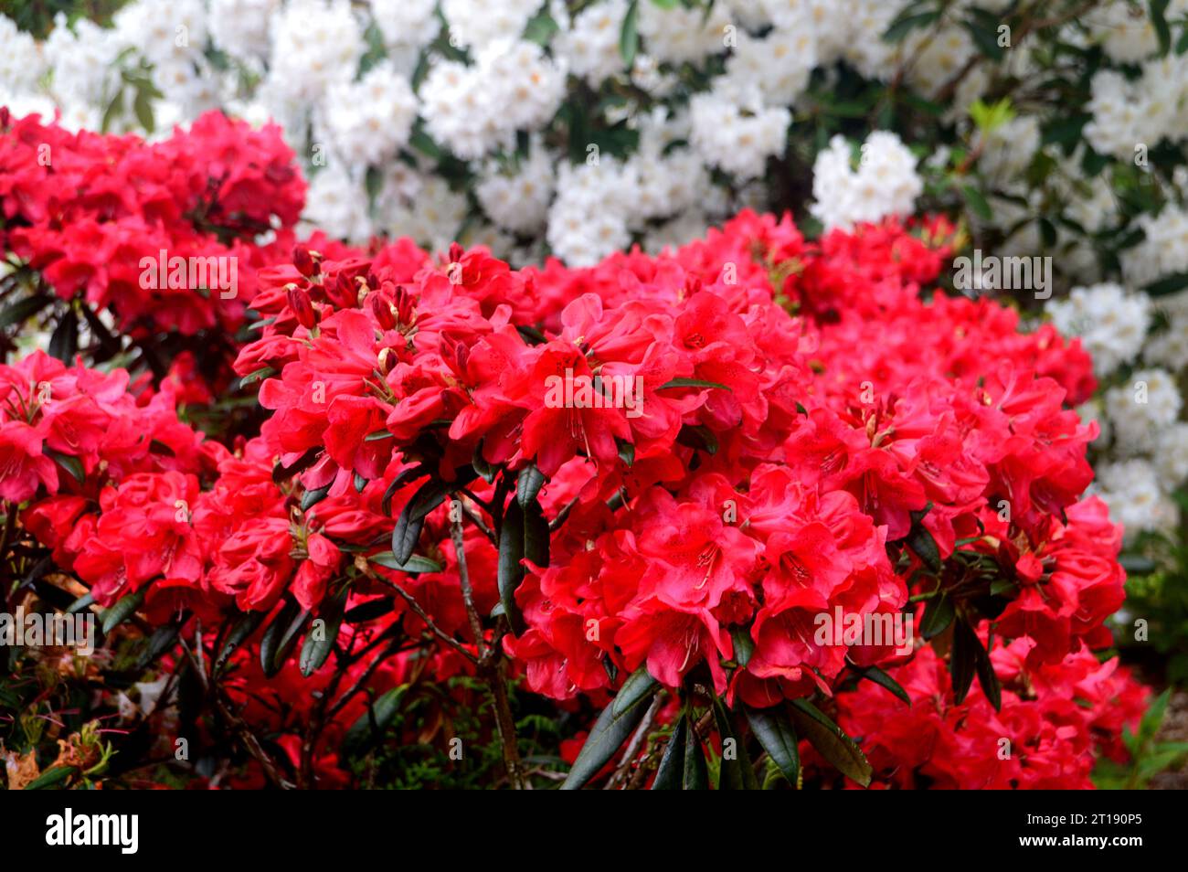 Pink/Red Rhododendron 'Woodcock' Flowers with White Rhododendrons grown ...