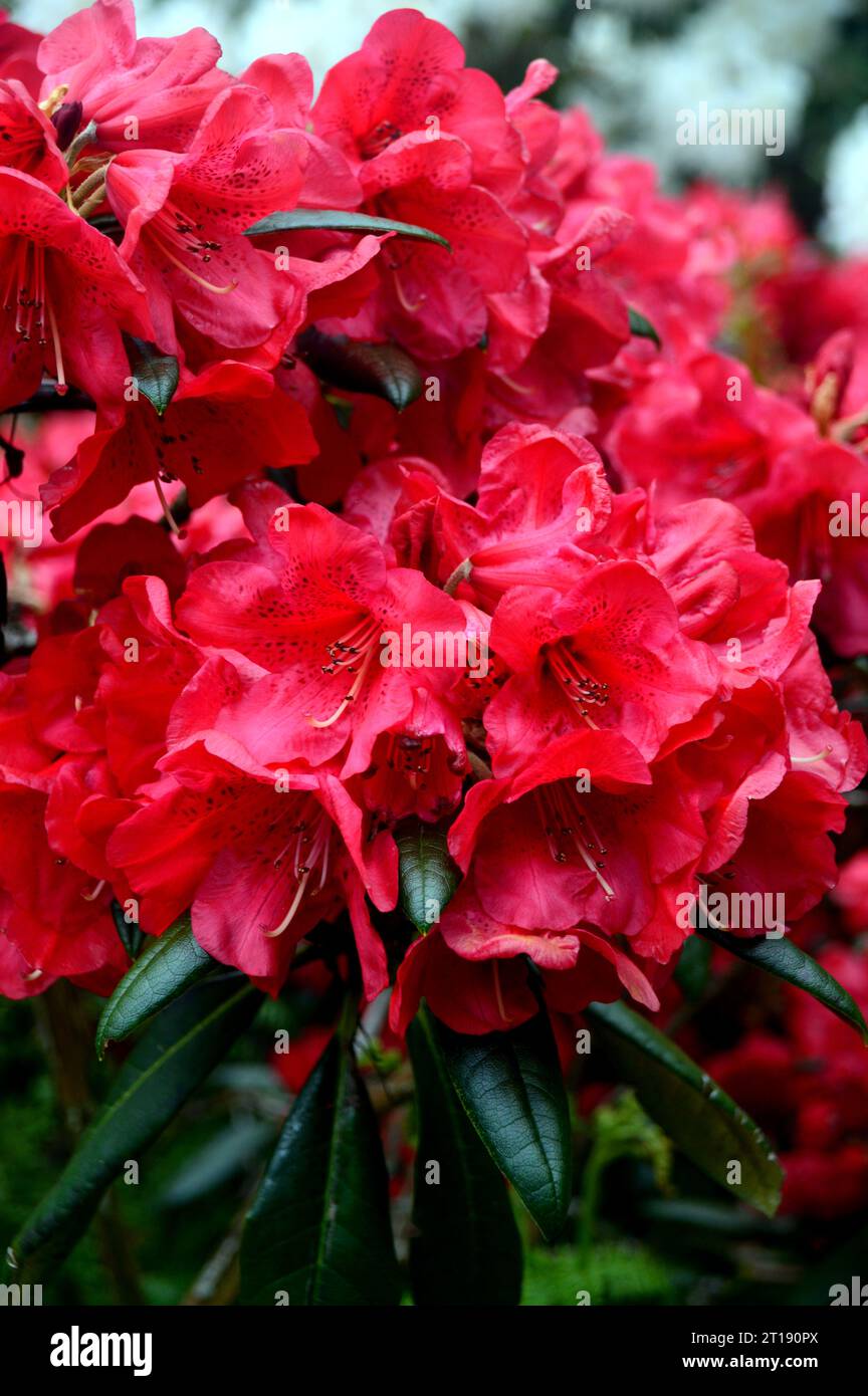 Large Pink/Red Rhododendron 'Woodcock' Flowerhead grown in the ...