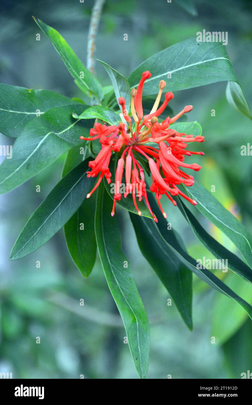 Fire sculpture tree hi-res stock photography and images - Alamy