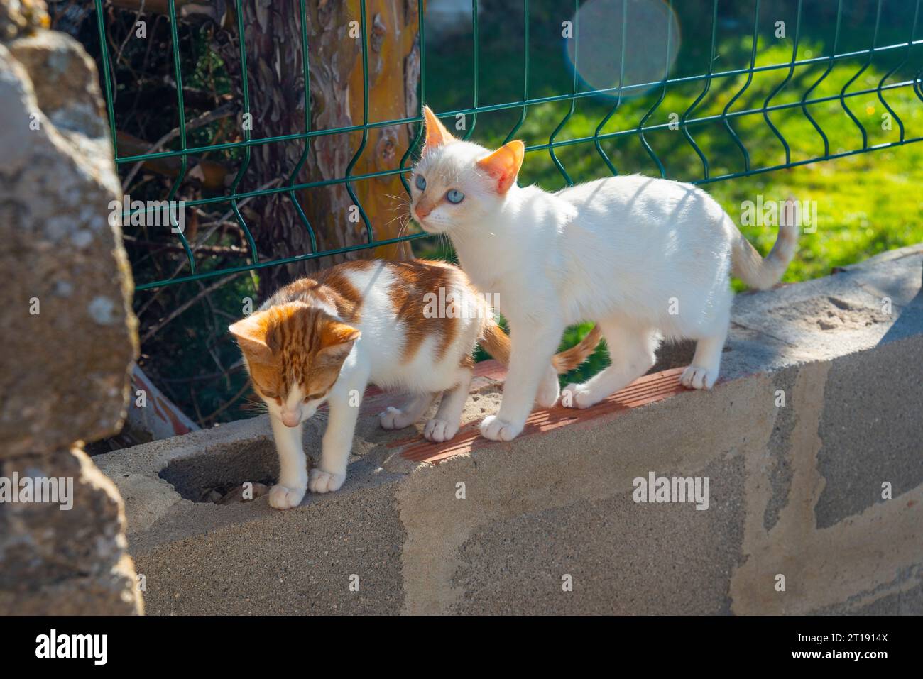 Gatitos adorables hi-res stock photography and images - Alamy