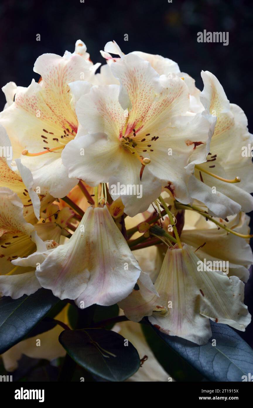 Pale Yellow Rhododendron 'Wind River' Flowers grown in the Himalayan ...