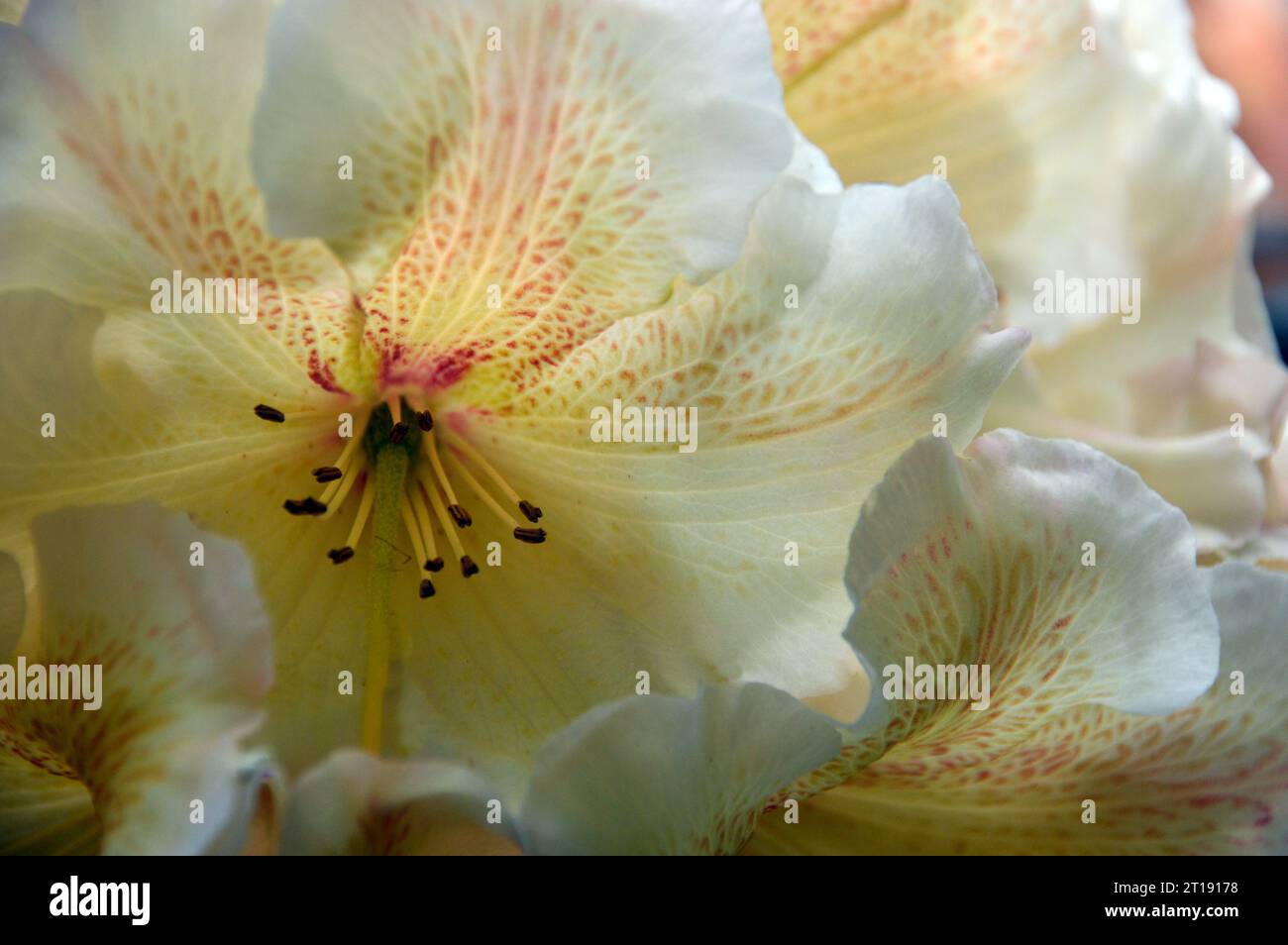 Pale Yellow Rhododendron 'Wind River' Flowers grown in the Himalayan ...