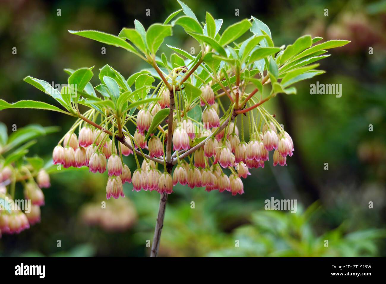 Creamy Red Enkianthus Campanulatus (Redvein Enkianthus) 'Red Bells ...