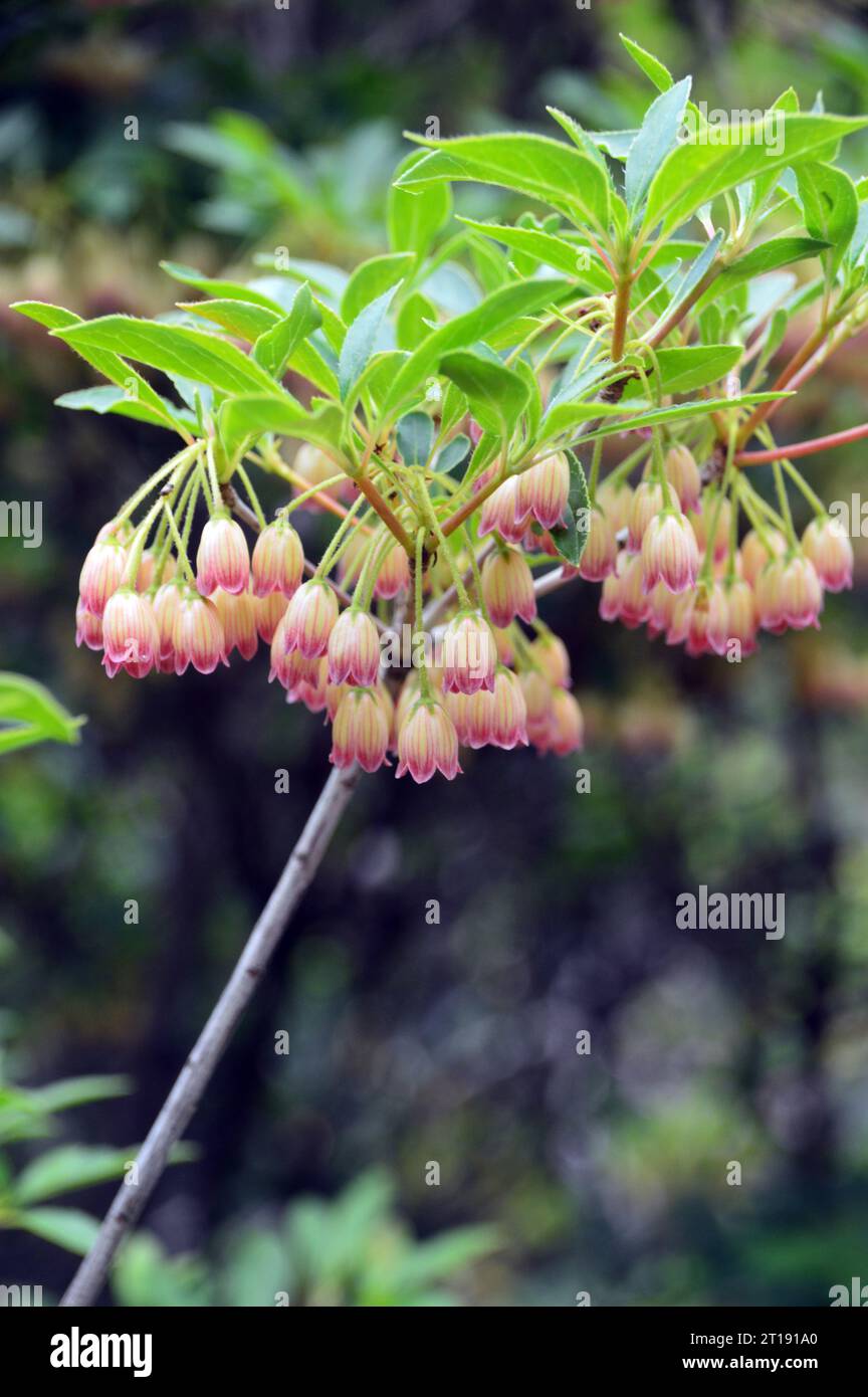 Creamy Red Enkianthus Campanulatus (Redvein Enkianthus) 'Red Bells ...