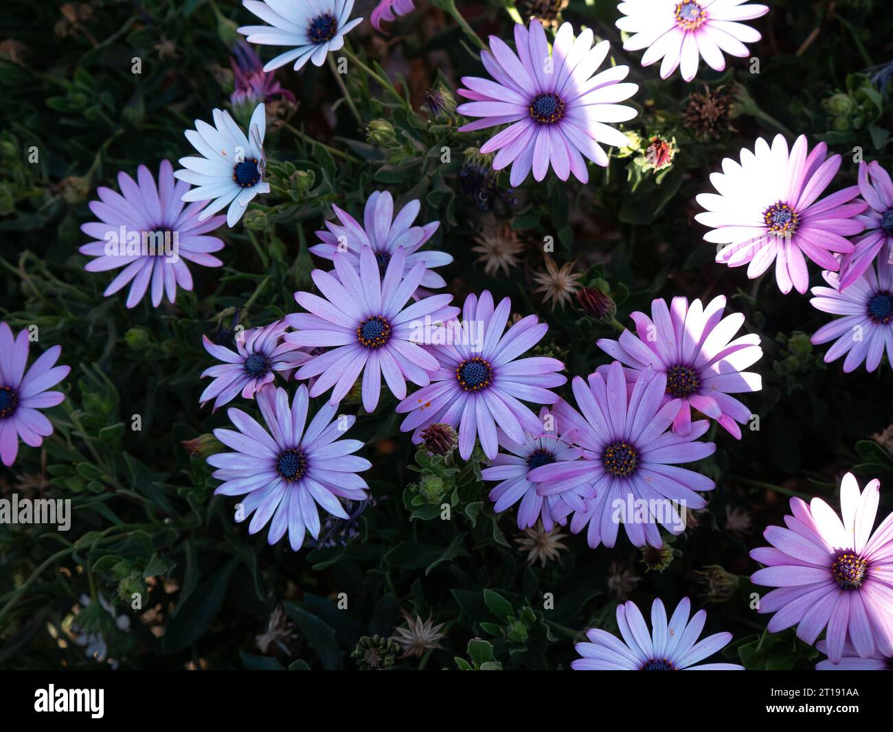 Oxeye Daisy, Dog Daisy or Marguerite (Leucanthemum vulgare) is the ...