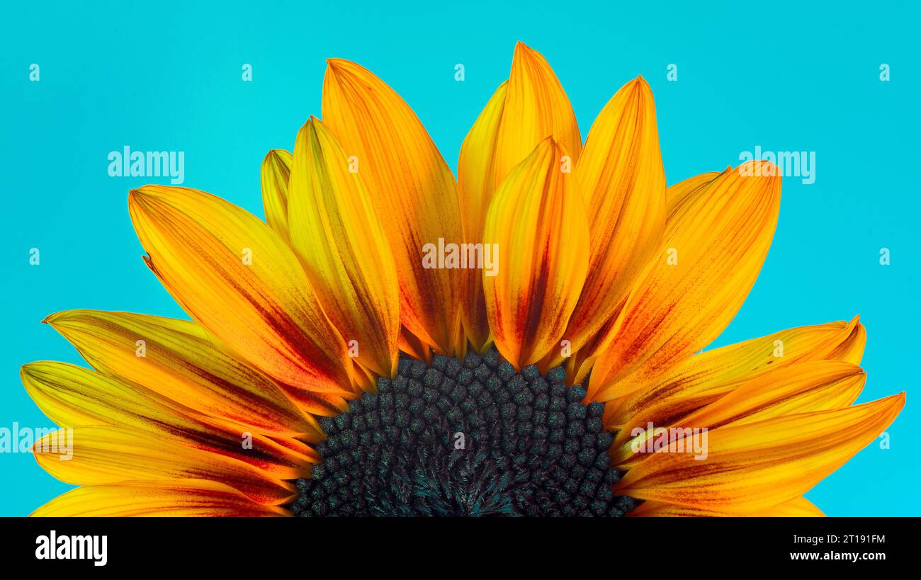 A sunflower flower head with bright and vibrant yellow and orange ...