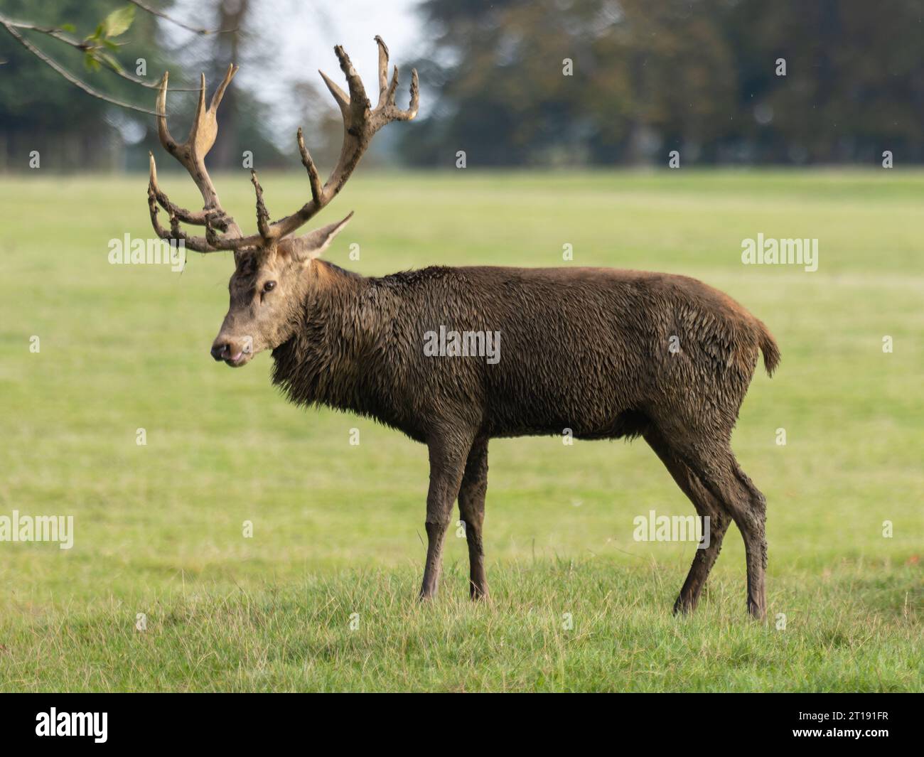 A stag, male, Père David's deer, Elaphurus davidianus with antlers ...