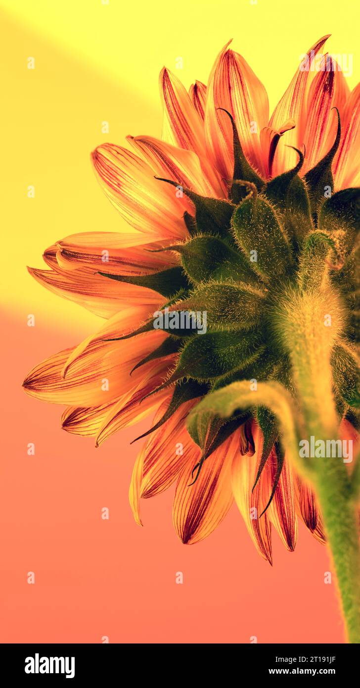 Closeup photo of the back of a sunflower flower head, showing the ...