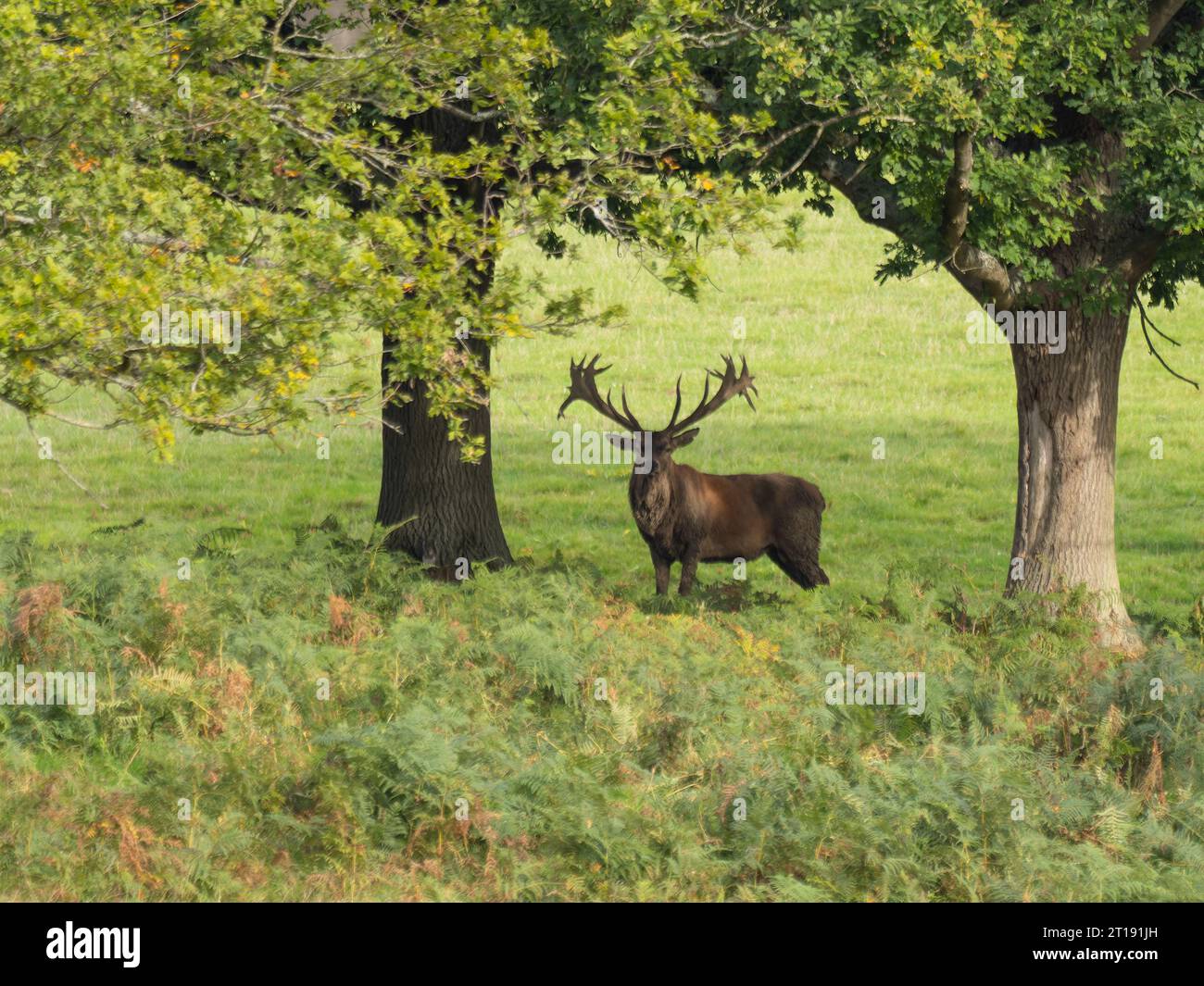 A stag, male, Père David's deer, Elaphurus davidianus with antlers ...