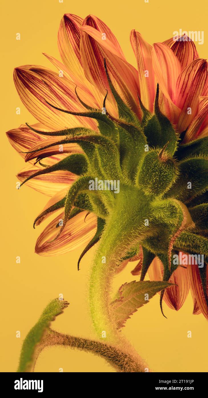 Closeup photo of the back of a sunflower flower head, showing the ...
