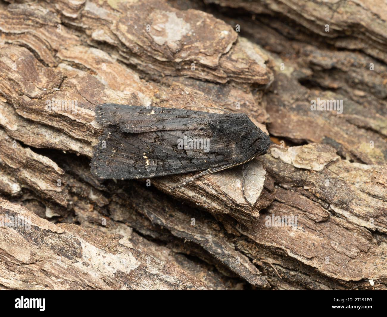 Black rustic moth hi-res stock photography and images - Alamy