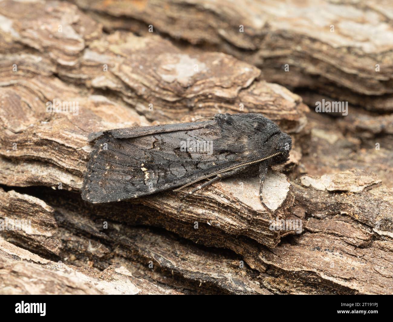Aporophyla nigra, the black rustic moth, resting on the bark of a tree ...