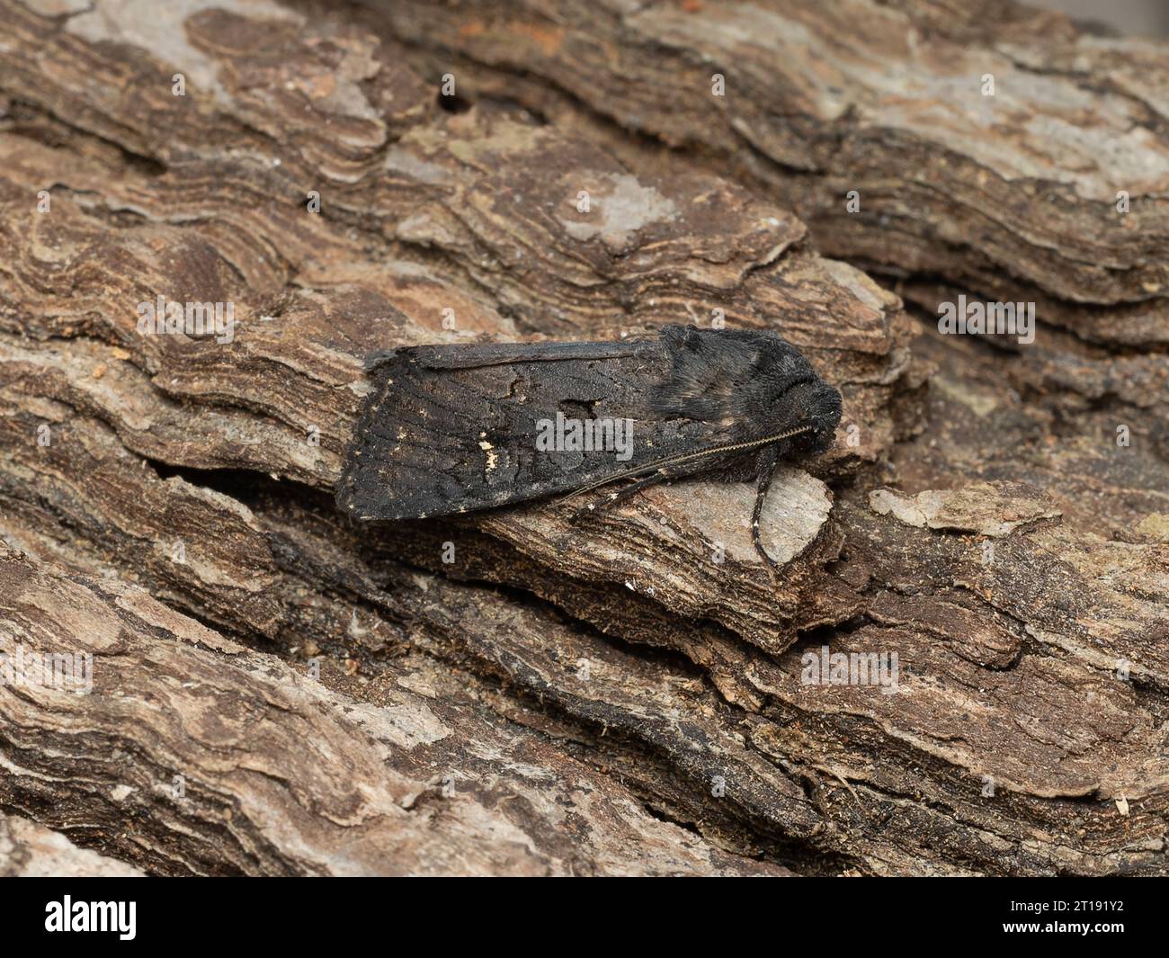 Aporophyla nigra, the black rustic moth, resting on the bark of a tree ...