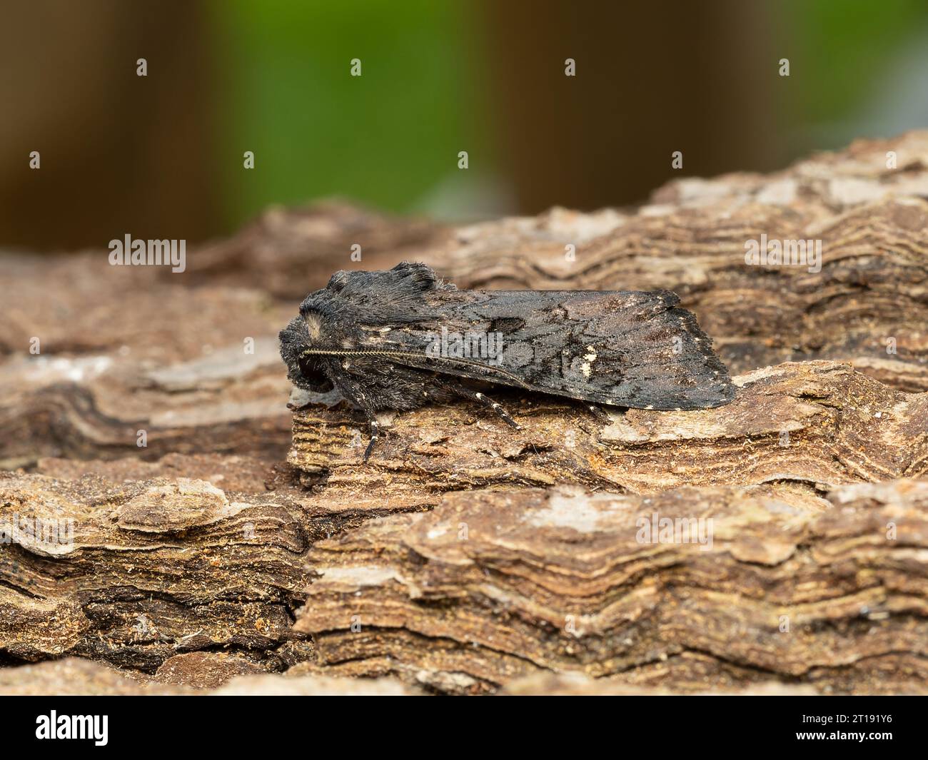 Aporophyla nigra, the black rustic moth, resting on the bark of a tree ...