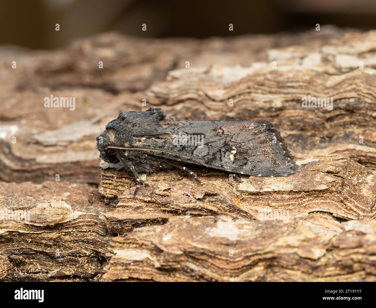 Aporophyla nigra, the black rustic moth, resting on the bark of a tree ...