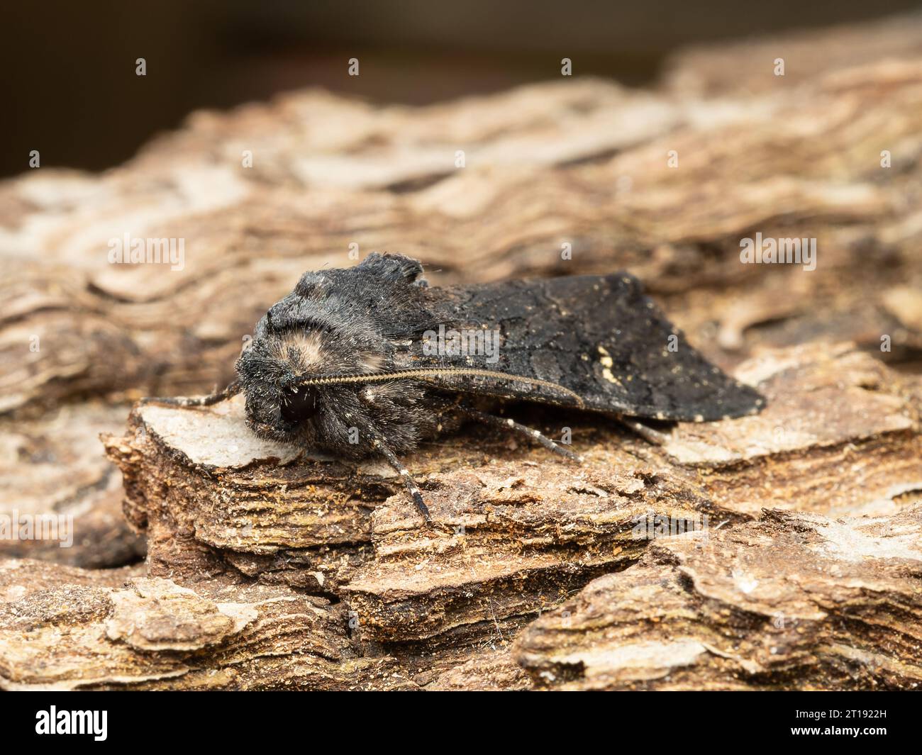 Aporophyla nigra, the black rustic moth, resting on the bark of a tree ...