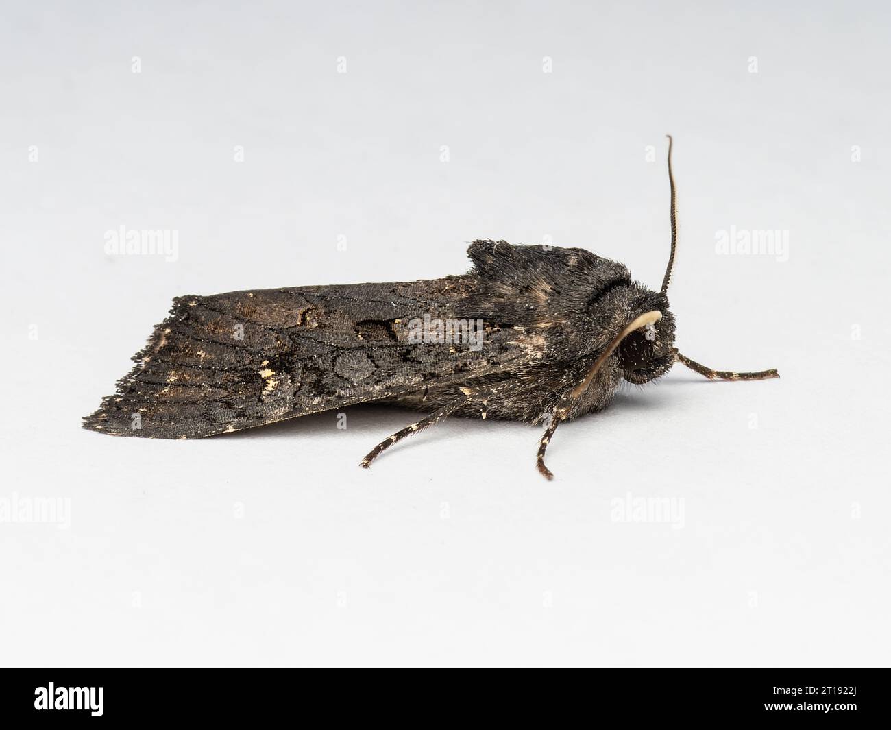 Aporophyla nigra, the black rustic moth, resting on a white background ...
